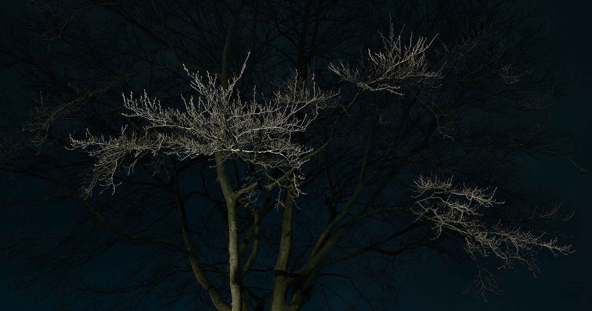 John Riddy | Frith Street Gallery